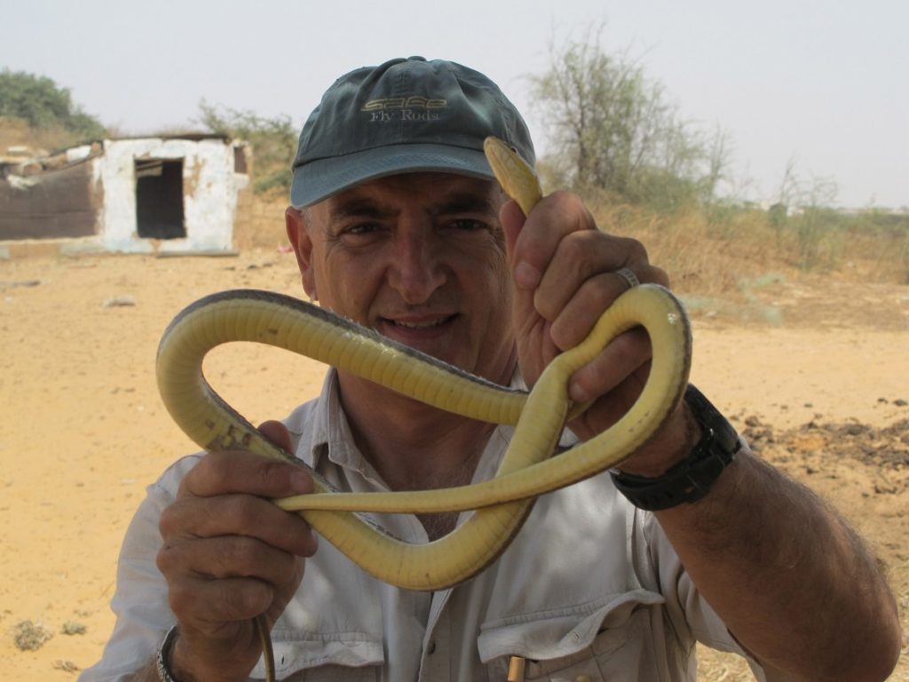 Be snake savvy when you’re on the road - Tracks4Africa Blog