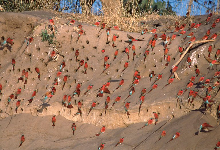 An expert’s guide to the Makgadikgadi Pans - Tracks4Africa Blog