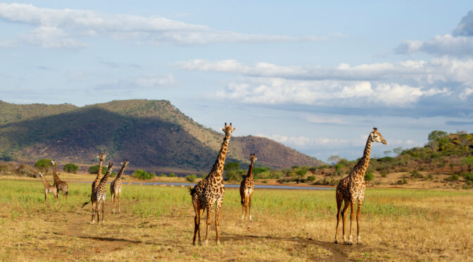 Why visit Mkomazi National Park - Tracks4Africa Blog